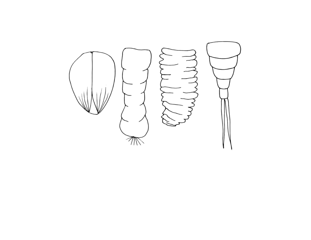 Build-a-Bug Workshop - EcoReach - Odum School of Ecology