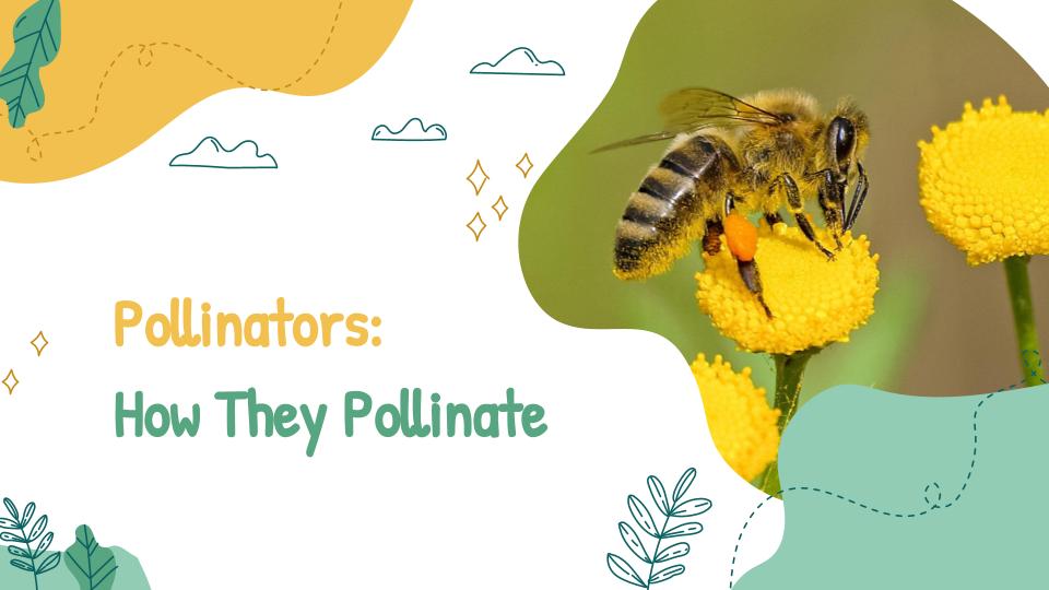 Pollinator Program with Amana Academy - EcoReach