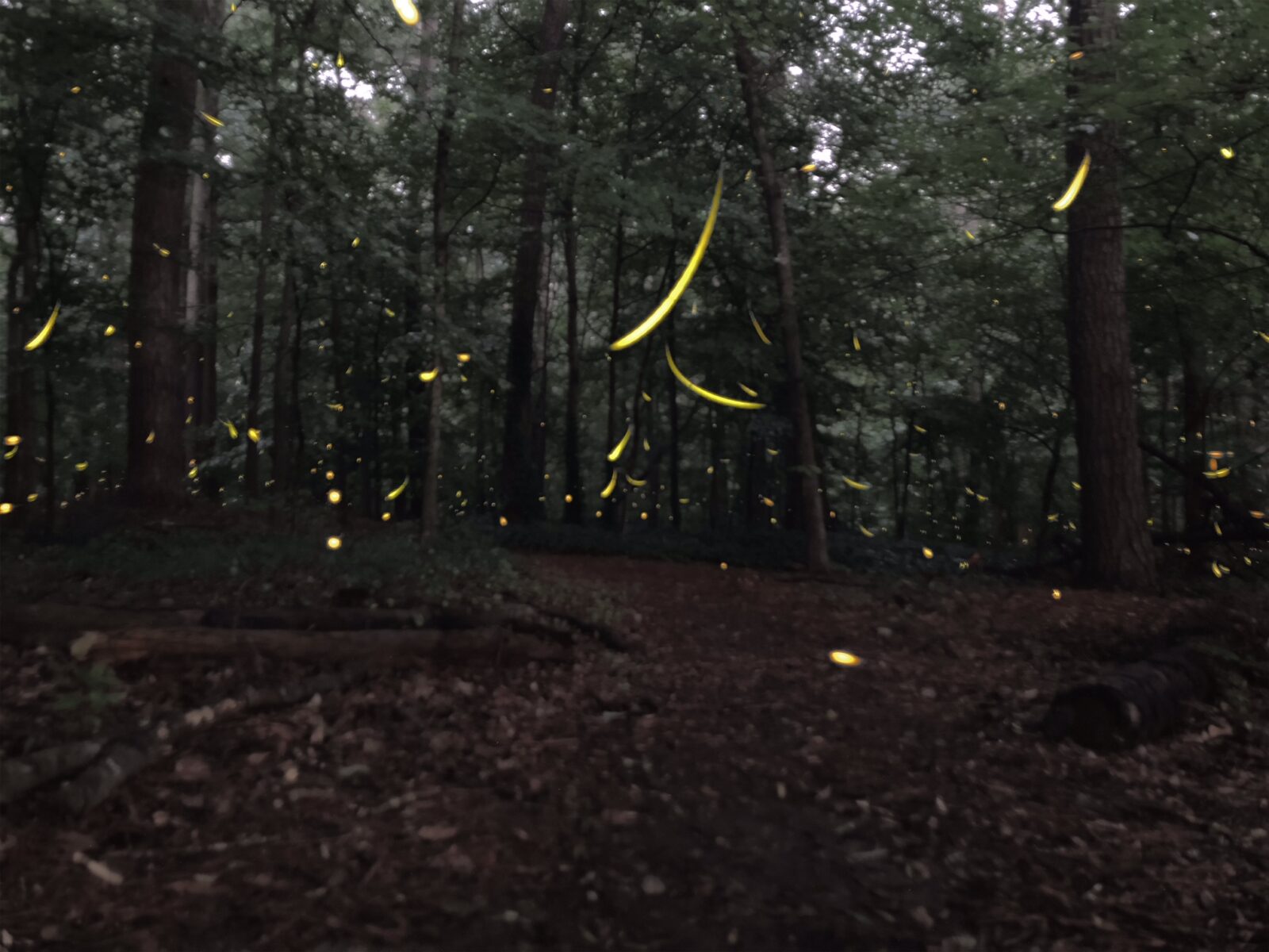EcoReach x Atlanta Firefly Project - EcoReach