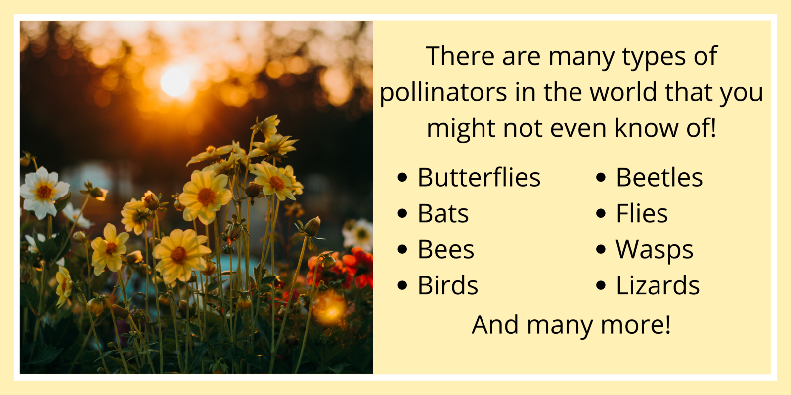 Pollinator Program - EcoReach - Odum School of Ecology